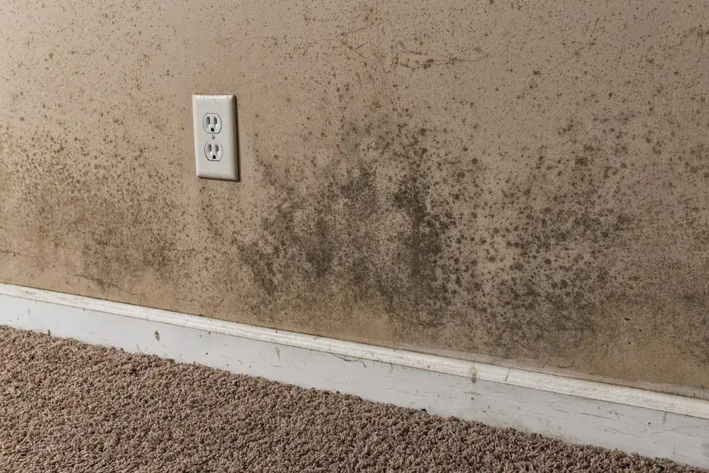 What Are the Dangers of Mold in Your House? - Althealth