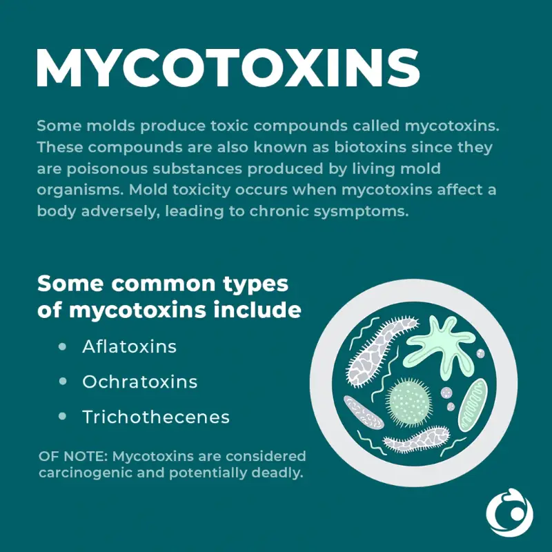 Breaking the Mold: Mold Toxicity Symptoms and Solutions - Althealth