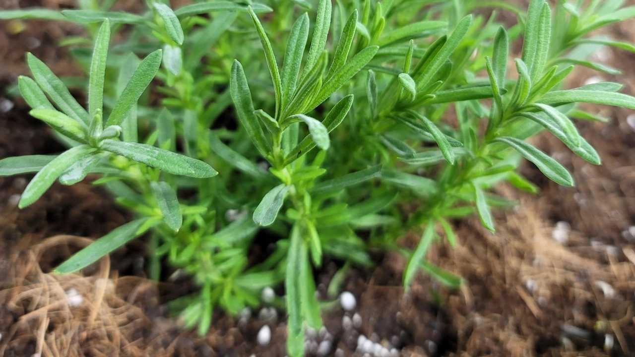 How cannabis growers can use cover crops to reduce their carbon ...